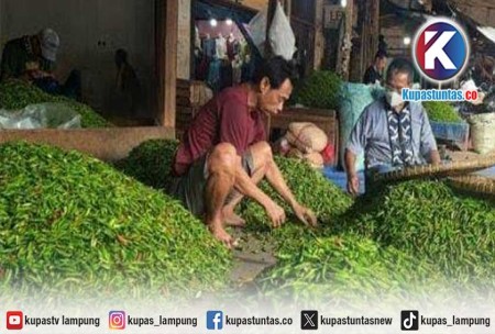 Kupas Tuntas - Makin Pedas, Harga Cabai di Metro Tembus Rp80 Ribu Perkilogram