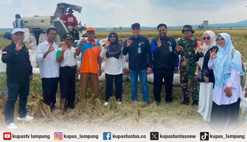 Kupas Tuntas - Bulog Lampung Serap Gabah Petani Capai 55.845 Ton