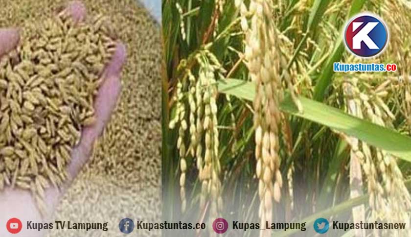 Kupas Tuntas - Dinas Ketahanan Pangan Provinsi Lampung Punya Proyek Bantuan Benih Padi Rp 4,4 Miliar