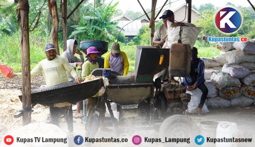 Kupas Tuntas - Kisah Petani Jagung Makin Moncer Berkat Pinjaman Modal ... Kupas Tuntas - Kisah Petani Jagung Makin Moncer Berkat Pinjaman Modal ...