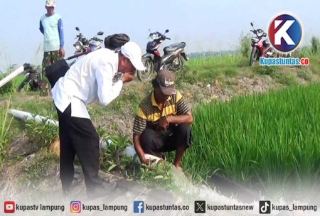 Kupas Tuntas - Bendungan Jabung Akan Dibuka, 3.000 Hektare Sawah di Palas Lamsel Terhindar dari ...