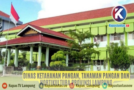 Kupas Tuntas - Dinas Ketahanan Pangan Lampung Juga Punya Proyek Bantuan Benih Jagung Rp 6,7 Miliar