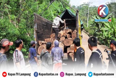 Kupas Tuntas - Dua Truk di Tanggamus Diduga Bawa Hasil Pembalakan Liar Kayu Sonokeling Diamankan ...