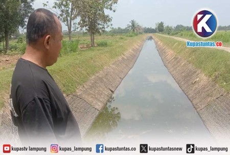 Kupas Tuntas - Imbas Kemarau, Ribuan Hektar Sawah di Way Jepara Dilanda ...