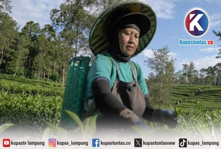 Kupas Tuntas - Kisah Kartini, Pemetik Teh yang Jadi Cerminan ...