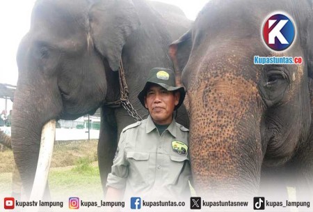 Kupas Tuntas - Kisah Pawang di TNWK Lamtim: Diamuk Gajah Hingga Ngeluh Gaji Tak Sesuai Risiko