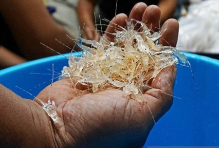 Kupas Tuntas - Lobster Seed Smuggling From Pesibar Indonesia is Still ...