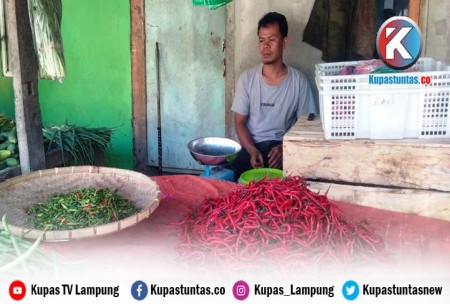 Kupas Tuntas - Makin Pedas! Harga Cabai Merah di Pesibar Tembus Rp 120.000 per Kg