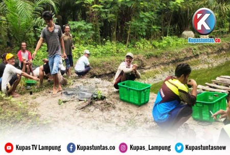 Kupas Tuntas - Masyarakat Sidang Kurnia Agung Mesuji Butuh Alat untuk ...
