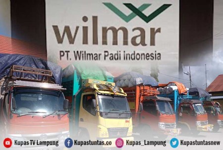 Kupas Tuntas - PT Wilmar Bawa Gabah Lampung Keluar Daerah, Diduga ...