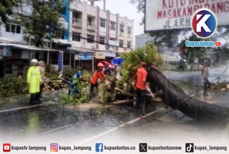 Kupas Tuntas - Tak Hanya Banjir, Hujan di Bandar Lampung Juga Sebabkan Pohon Tumbang dan Longsor