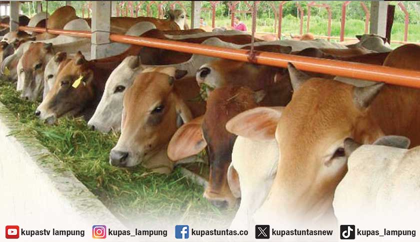 Kupas Tuntas - Pemprov Lampung Kembali Beri Bantuan Ratusan Sapi dan ... Kupas Tuntas - Pemprov Lampung Kembali Beri Bantuan Ratusan Sapi dan ...
