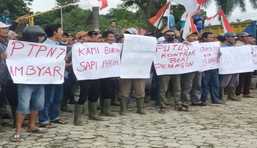 Kupas Tuntas - Ratusan Buruh Demo di Kantor PTPN VII, Menuntut Diangkat ... Kupas Tuntas - Ratusan Buruh Demo di Kantor PTPN VII, Menuntut Diangkat ...
