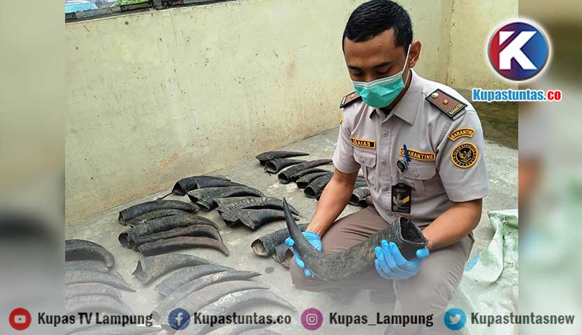 Kupas Tuntas - Tak Dilengkapi Dokumen, Karantina Lampung Gagalkan ... Kupas Tuntas - Tak Dilengkapi Dokumen, Karantina Lampung Gagalkan ...