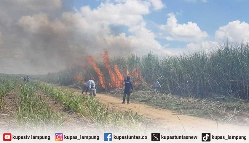 Kupas Tuntas - Walhi: Terdeteksi Ada 230 Titik Api di Lahan Tanaman Tebu SGC